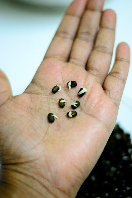 Red Rice Idli Recipe with Sprouted Black Urad Dal – Kannamma Cooks